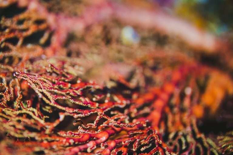A Guide to Irish Seaweeds - Nature Network Ireland