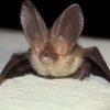 Bats In Ireland - Nature Network Ireland