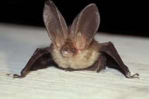 Bats In Ireland - Nature Network Ireland