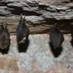 Bats In Ireland - Nature Network Ireland