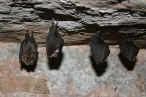 Bats In Ireland - Nature Network Ireland