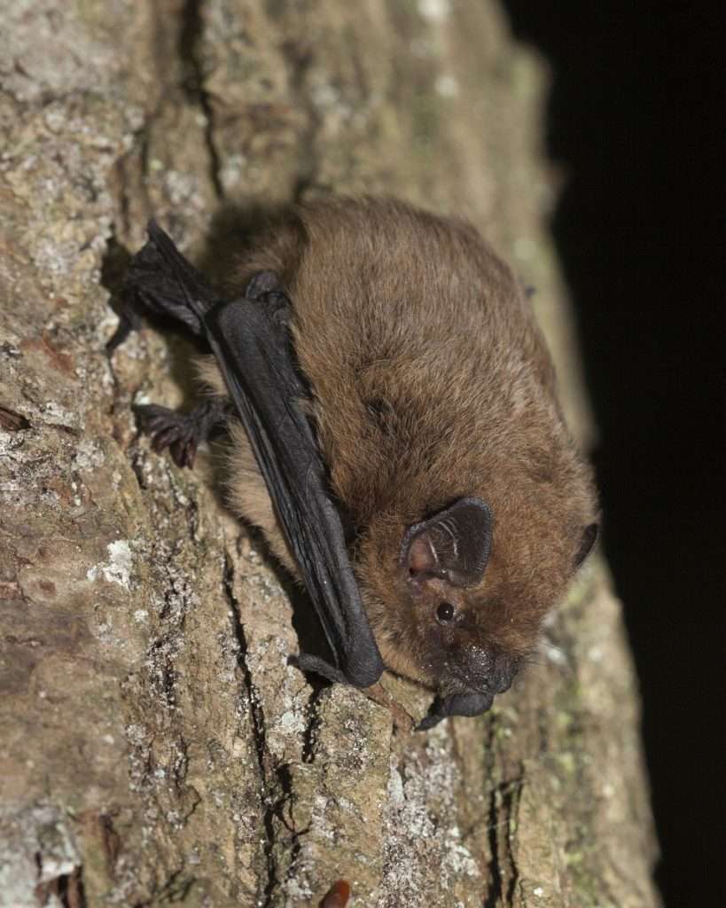 Bats In Ireland - Nature Network Ireland