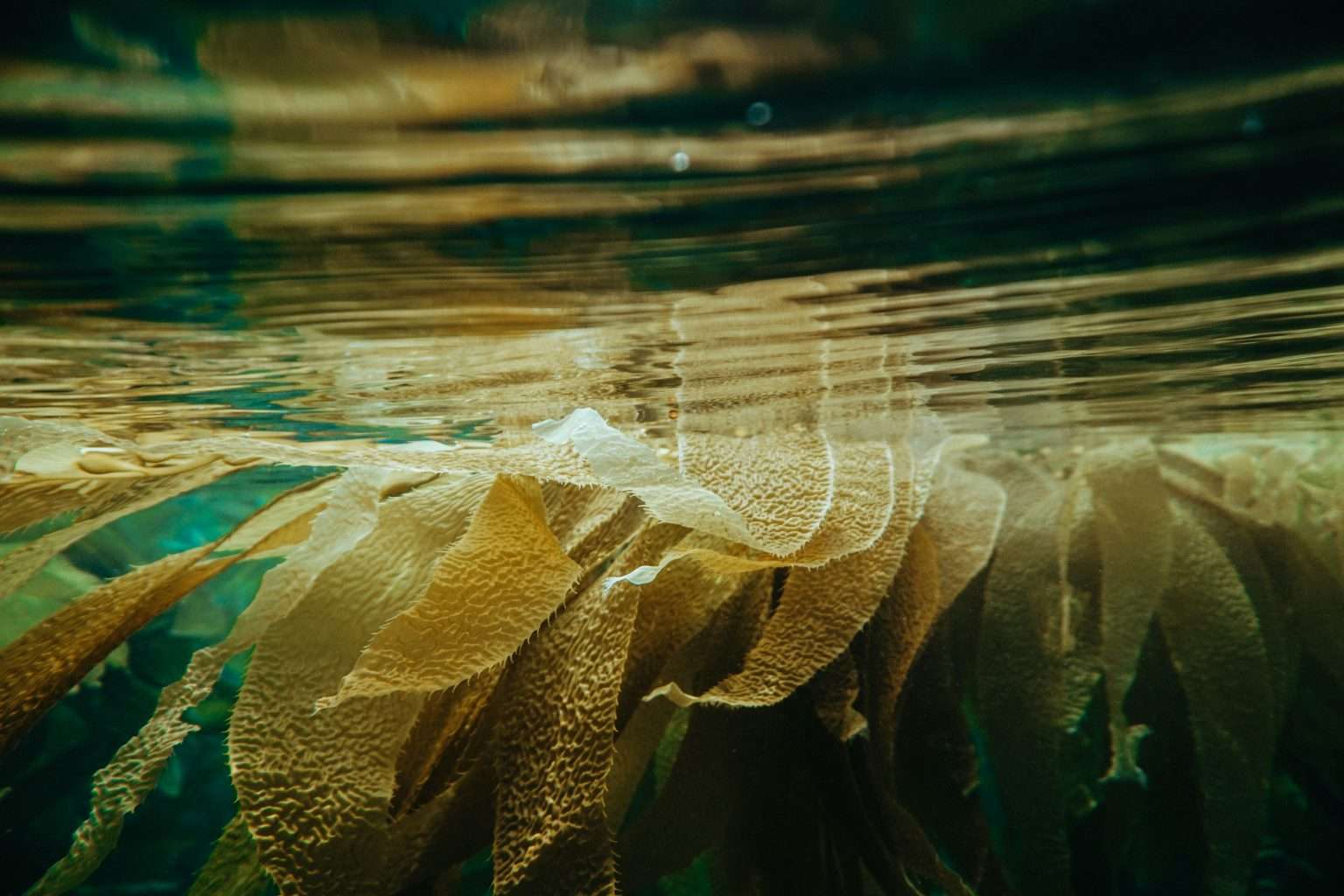 A Guide to Irish Seaweeds - Nature Network Ireland