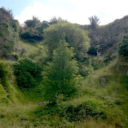 Beaumont Quarry - Nature Network Ireland