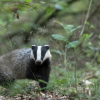 Ballincollig Regional Park - Nature Network Ireland