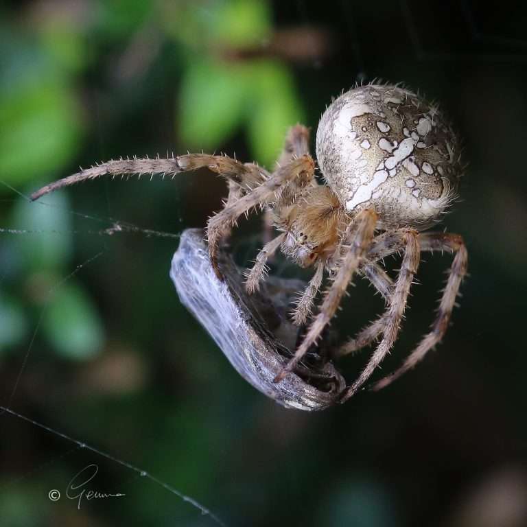 Protecting Irish Wildlife Nature Network Ireland Nature Network Ireland ...