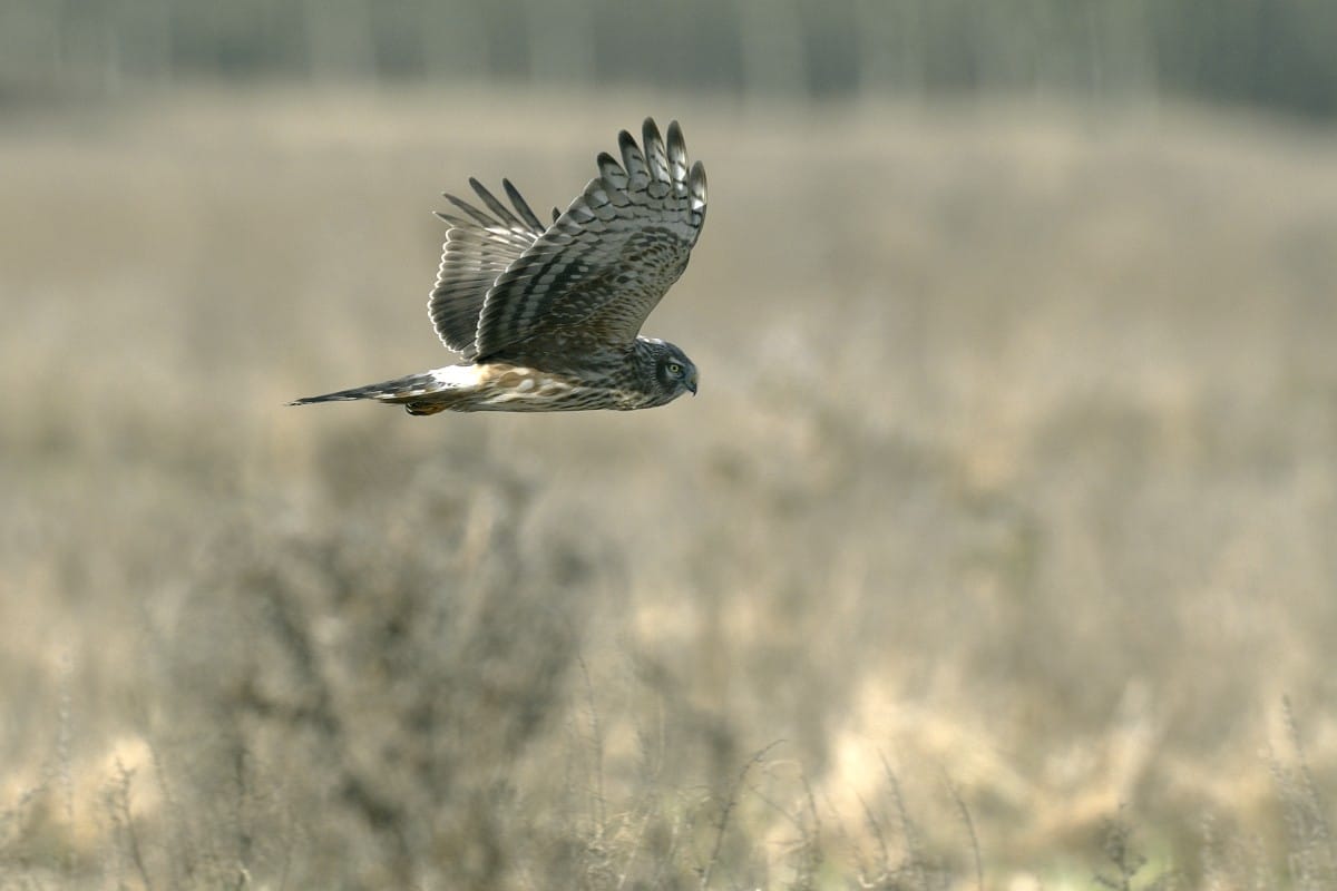 The Hen Harrier - Nature Network Ireland